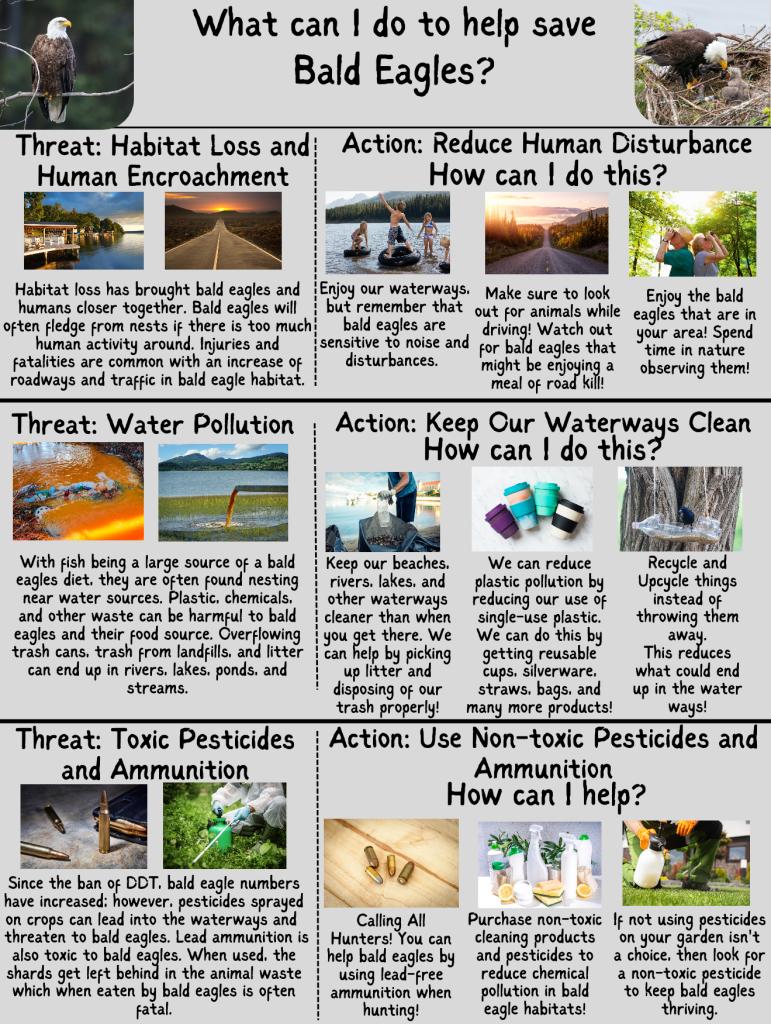 North American Bald Eagle | Potter Park Zoo