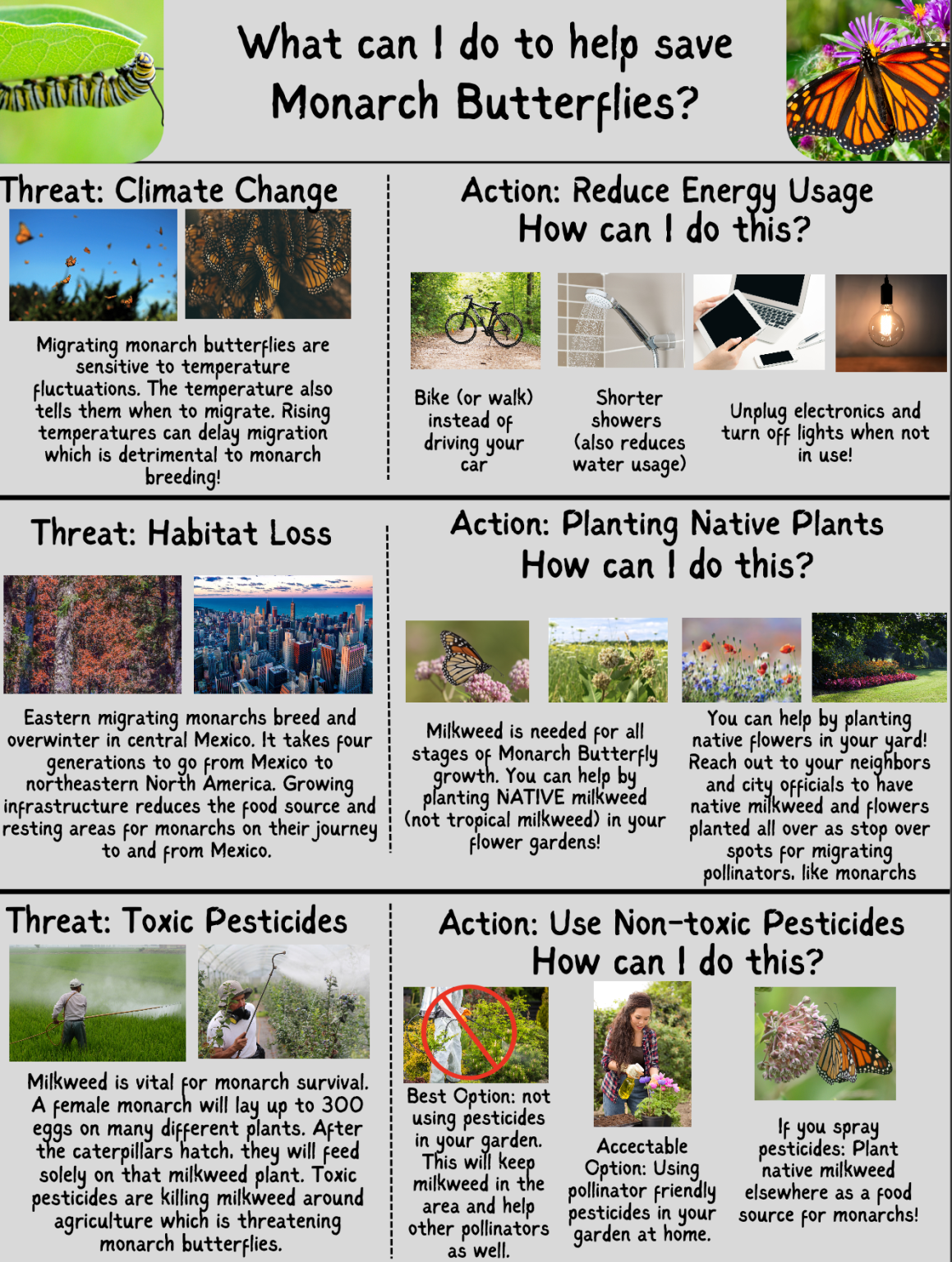 Monarch Butterfly | Potter Park Zoo