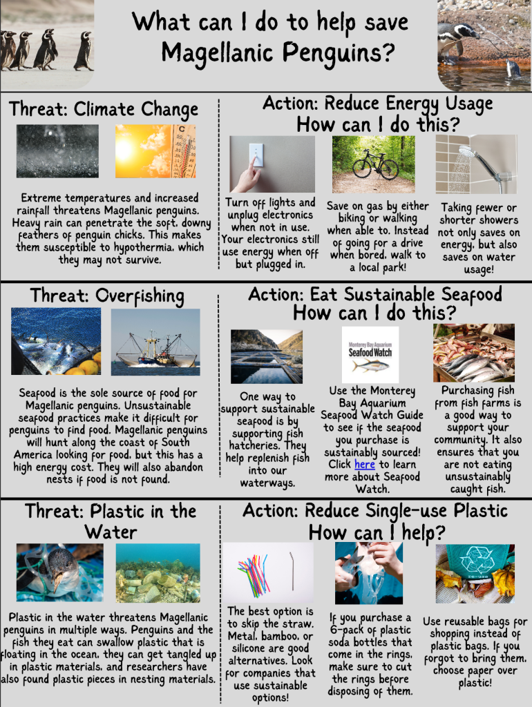 Magellanic Penguin | Potter Park Zoo