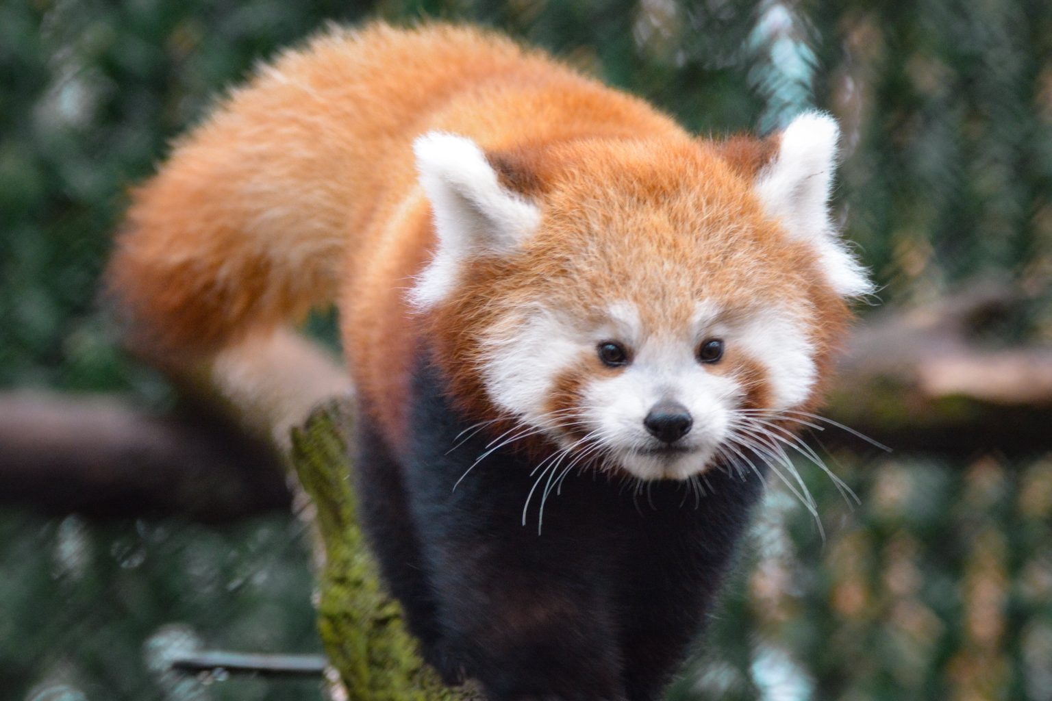 Adopt an Animal Recognition Board | Potter Park Zoo