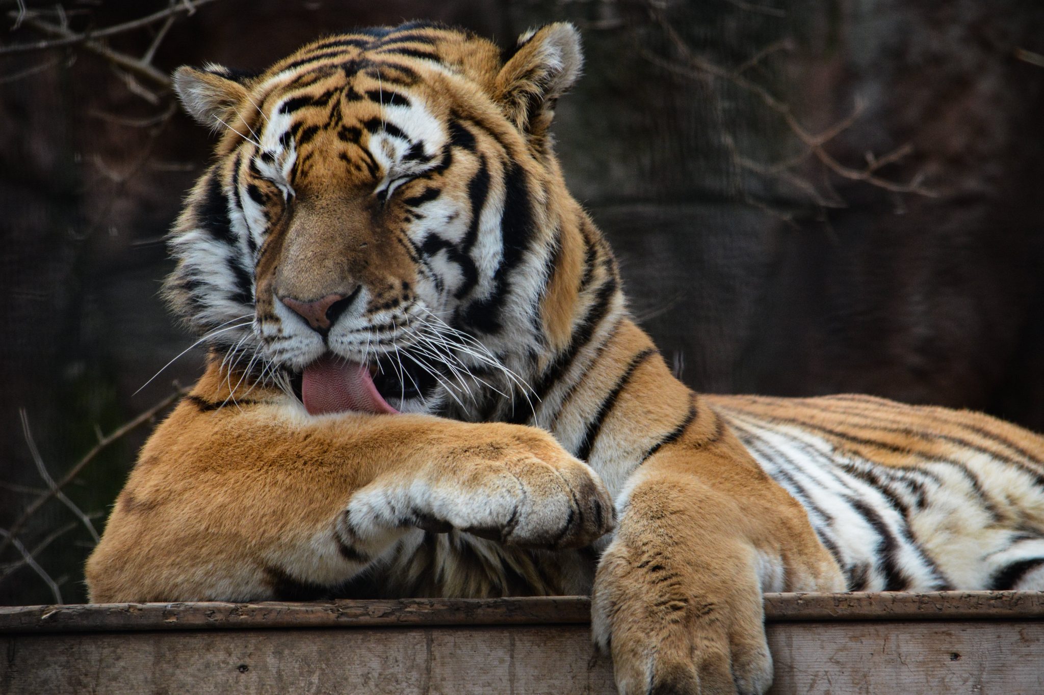 Adopt an Animal Recognition Board | Potter Park Zoo