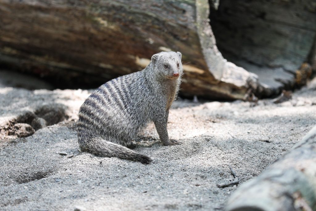 Adopt an Animal Recognition Board | Potter Park Zoo