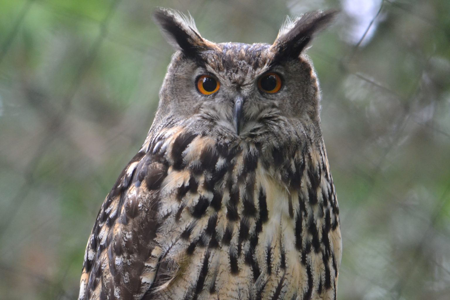 Adopt an Animal Recognition Board | Potter Park Zoo