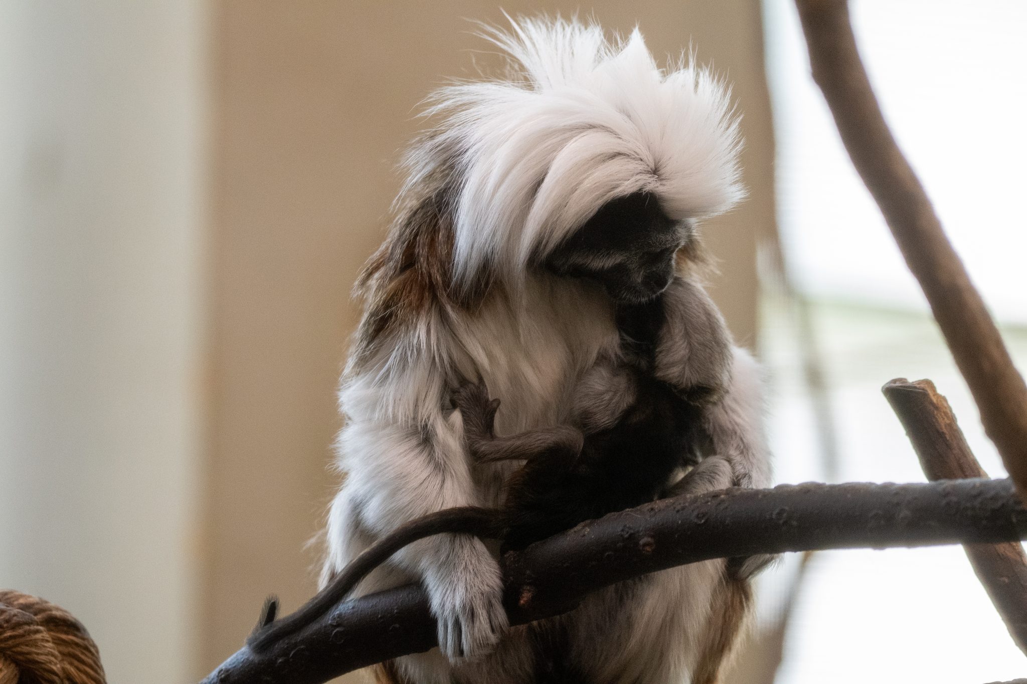 Potter Park Zoo Celebrates the Birth of a Cotton-Top Tamarin Baby ...