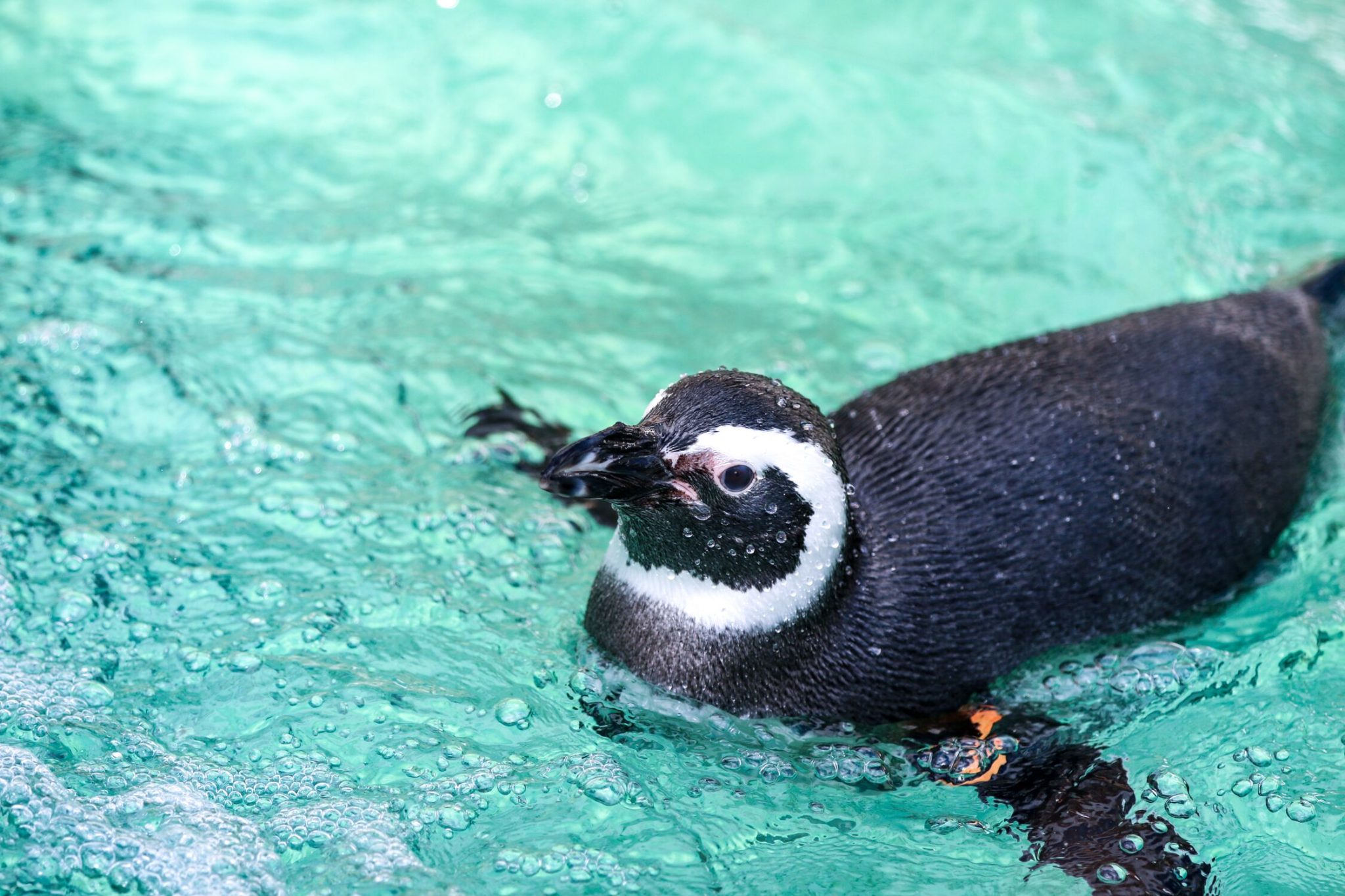 Adopt an Animal Recognition Board | Potter Park Zoo