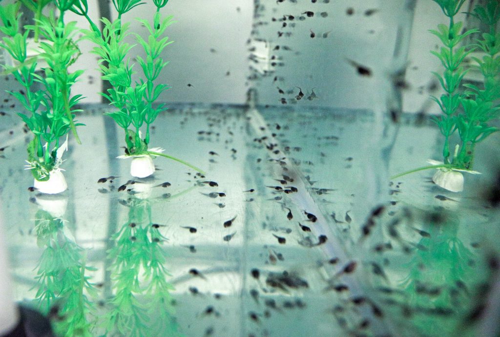 Potter Park Zoo Sends 2000 Tadpoles to Puerto Rico in a Critical ...