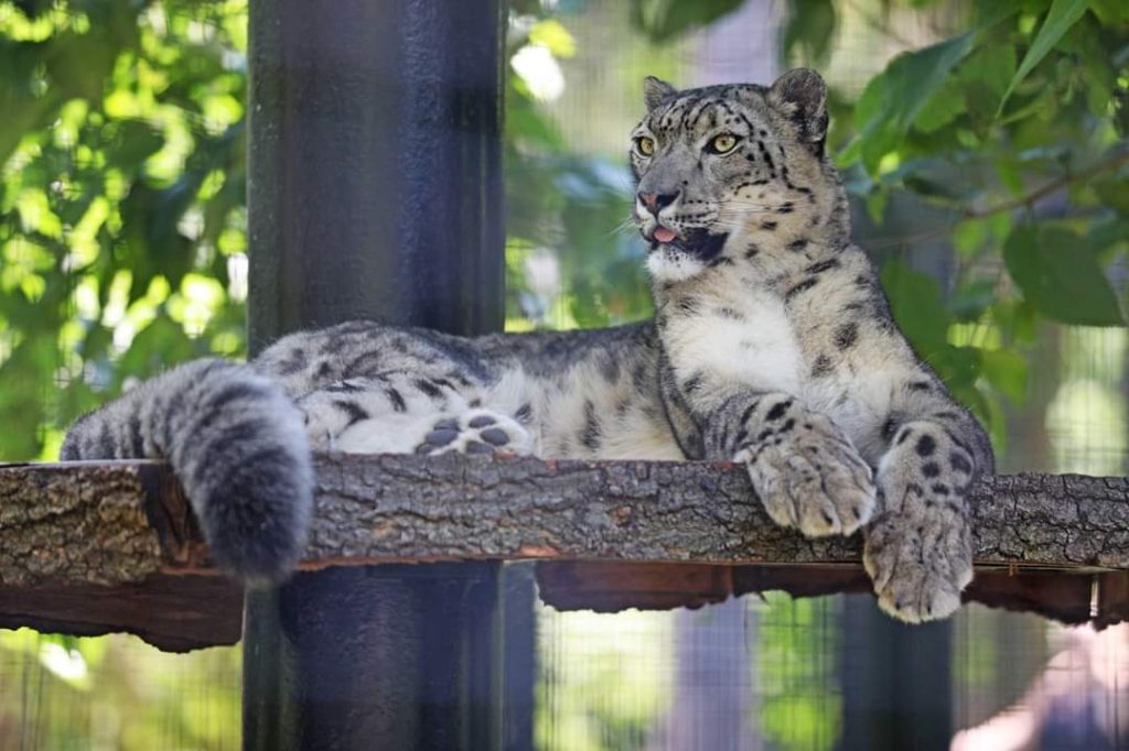 Adopt an Animal Recognition Board | Potter Park Zoo