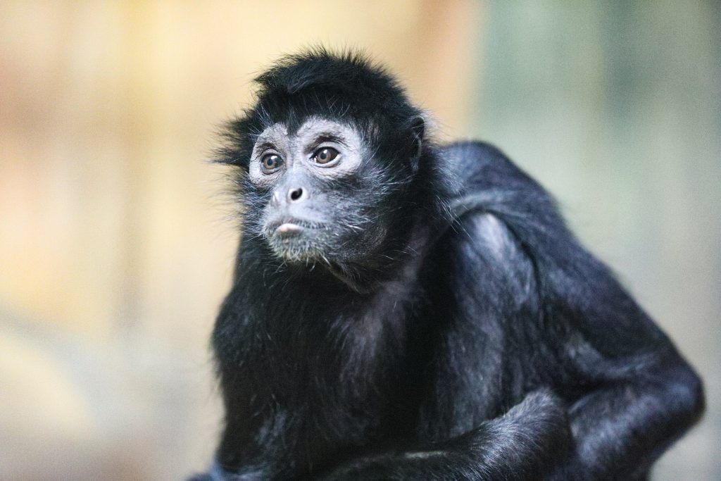 Adopt an Animal Recognition Board | Potter Park Zoo