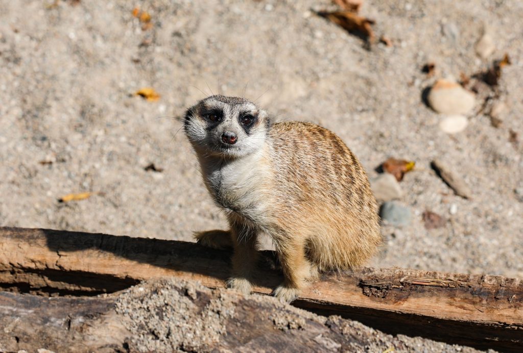 Adopt an Animal Recognition Board | Potter Park Zoo