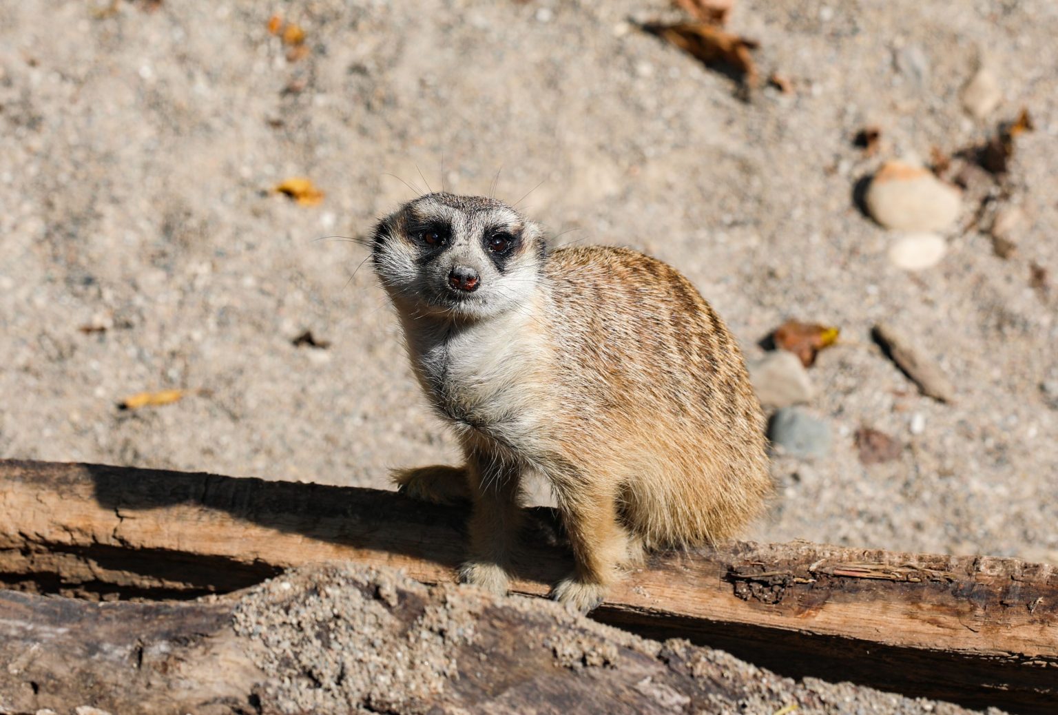 Adopt an Animal Recognition Board | Potter Park Zoo