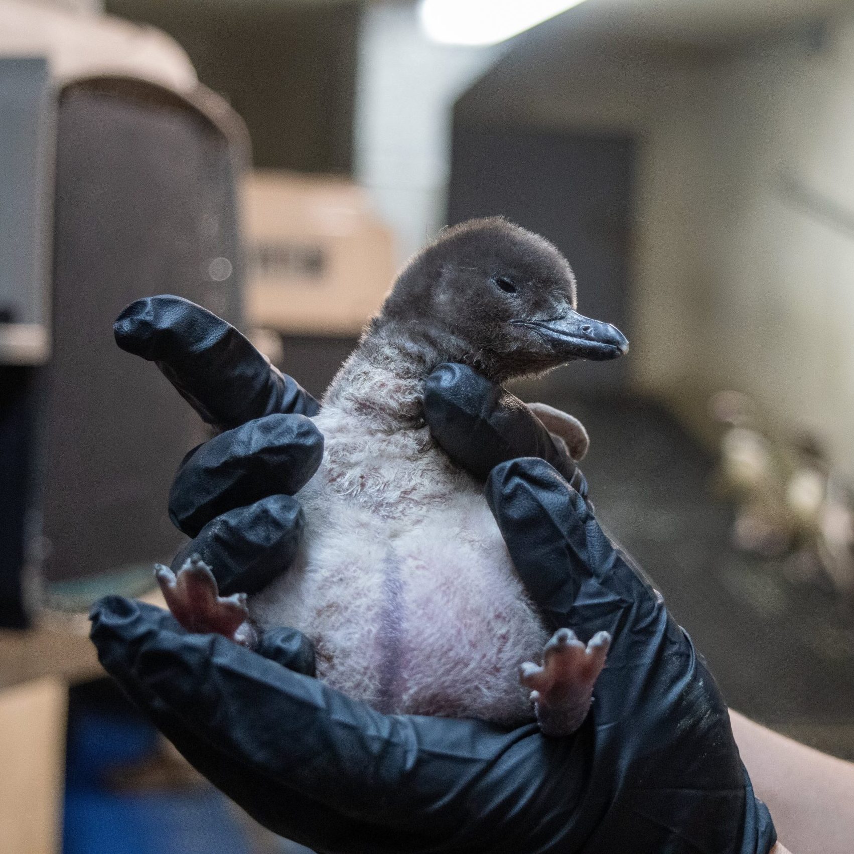 Potter Park Zoo Celebrates the Arrival of a Magellanic Penguin Chick ...