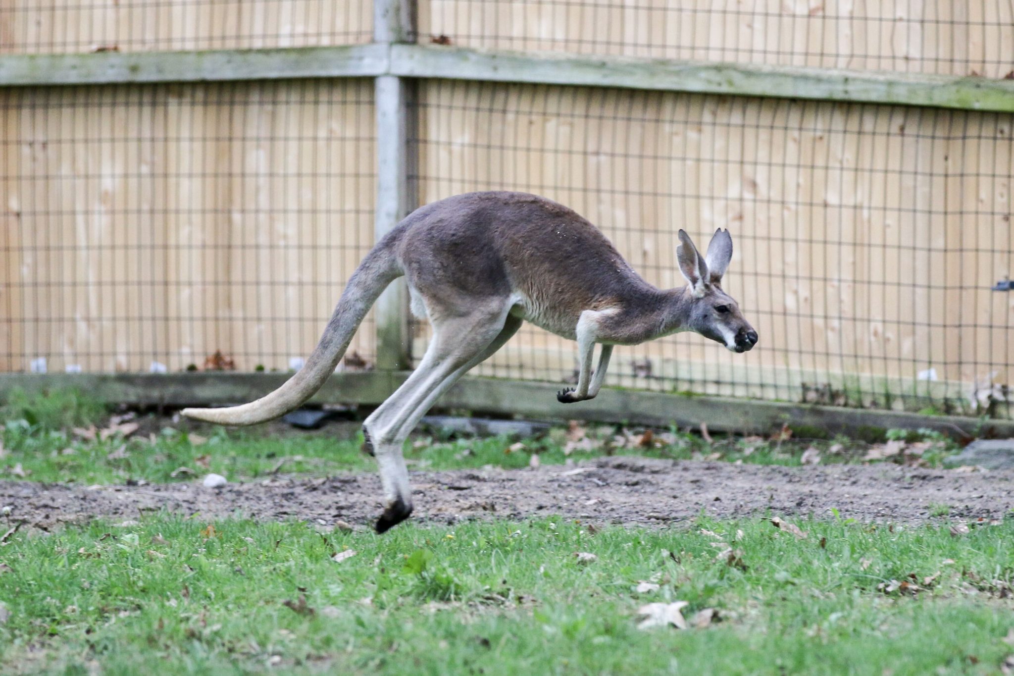 Adopt an Animal Recognition Board | Potter Park Zoo
