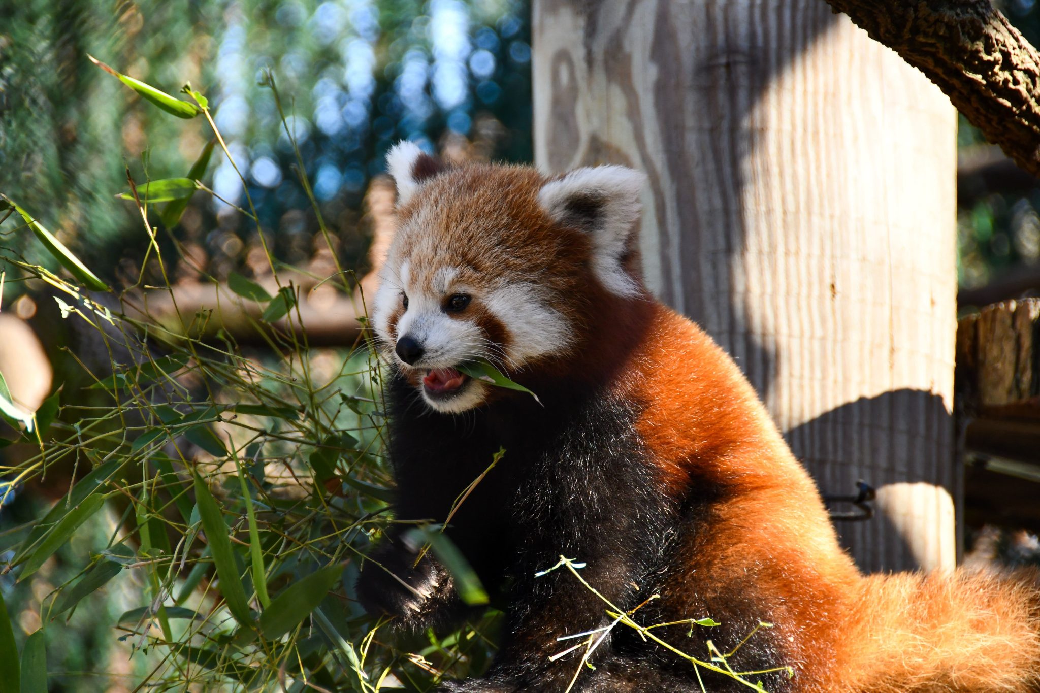 Animal Enrichment | Potter Park Zoo