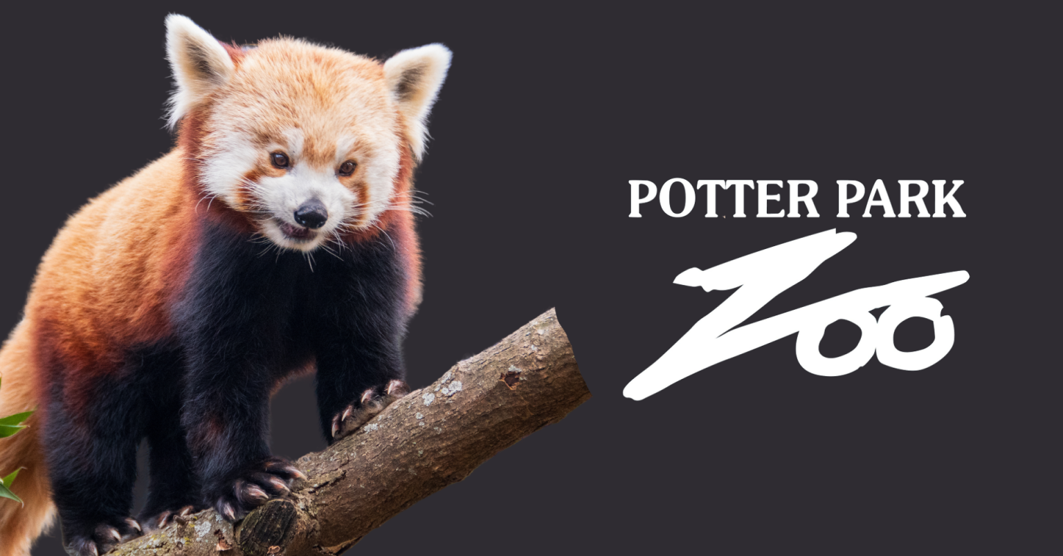 International Red Panda Day Celebration