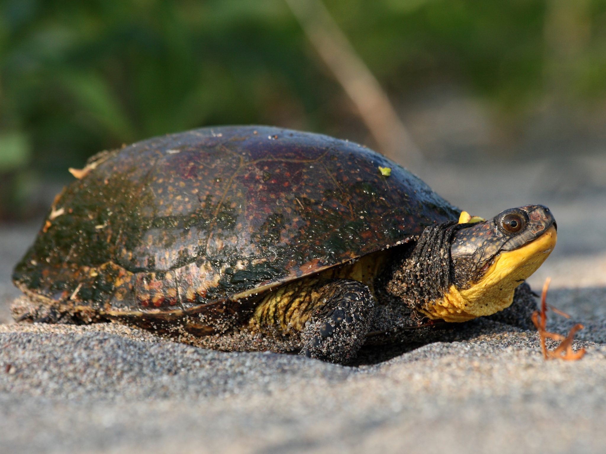 Blanding’s turtle | Potter Park Zoo