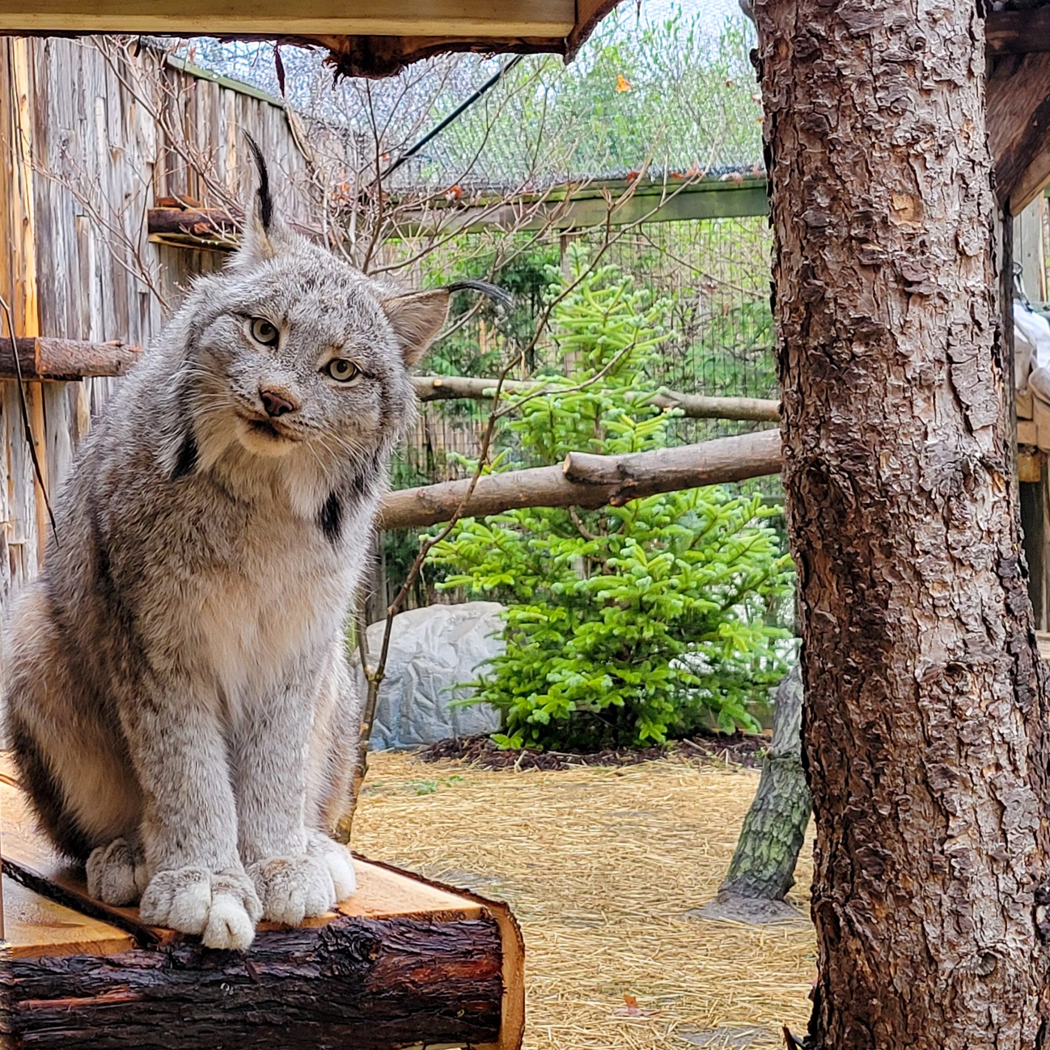 Potter Park Zoo Welcomes New Species: Canadian Lynx Brothers Ragnar and ...