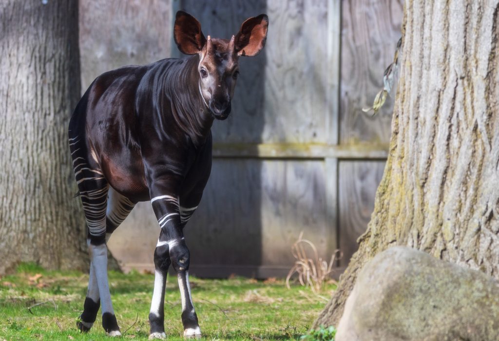 Potter Park Zoo Welcomes Elombe the Okapi | Potter Park Zoo