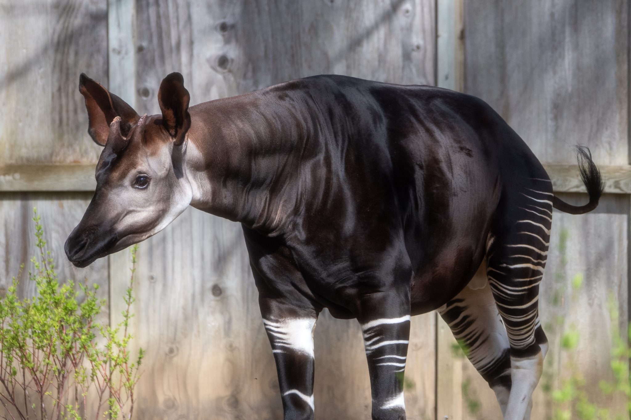 Potter Park Zoo Welcomes Elombe the Okapi | Potter Park Zoo