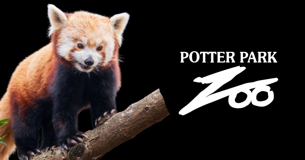 Red Panda Day Celebration