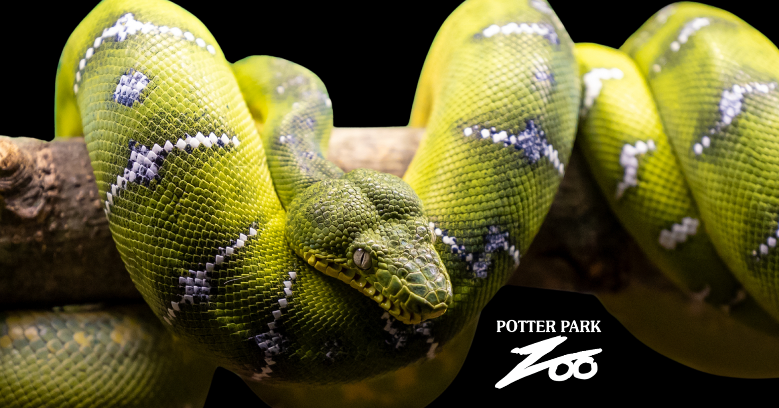 World Snake Day Celebration