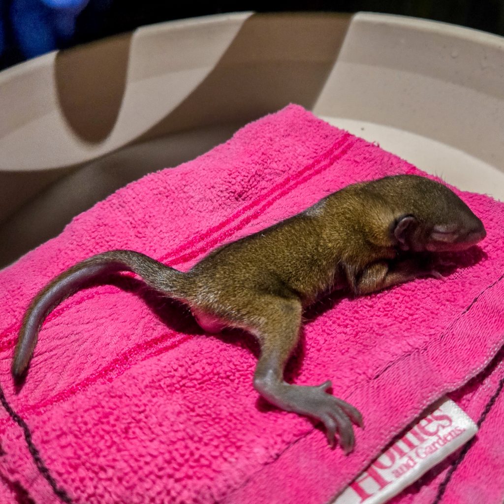 Potter Park Zoo Welcomes Northern Tree Shrew Pups | Potter Park Zoo