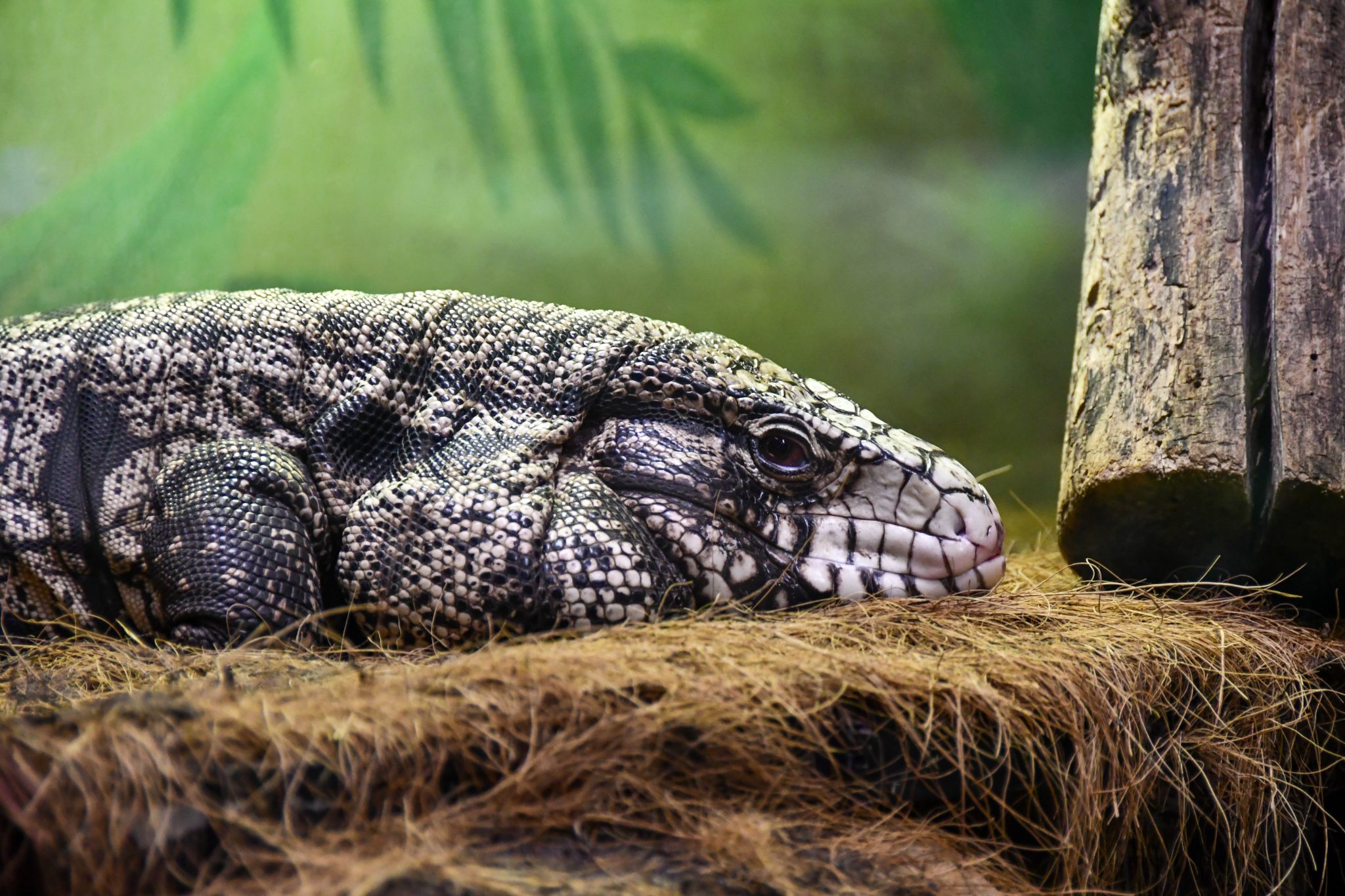 Animal Meet & Greets | Potter Park Zoo