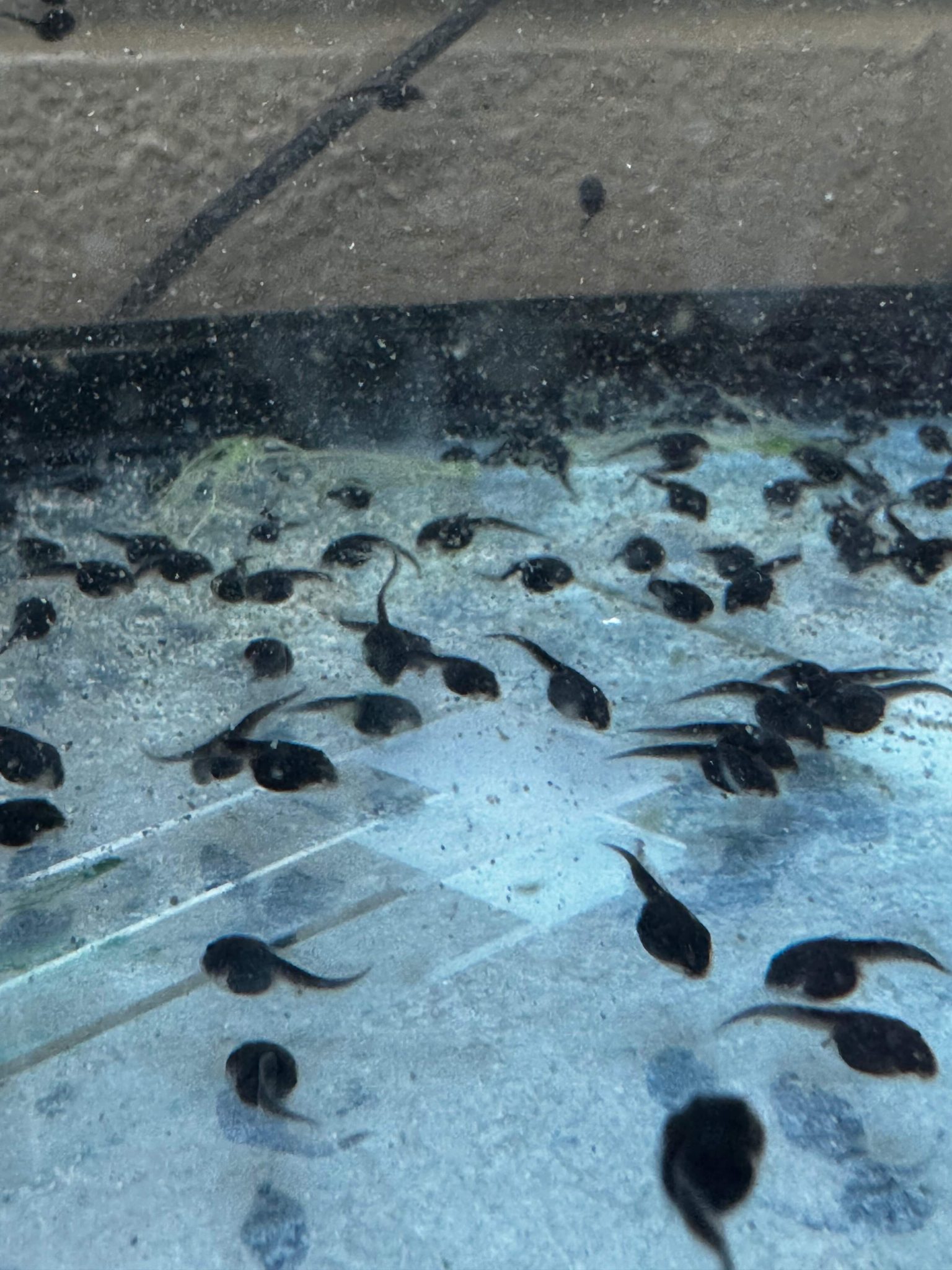 Restoring the Puerto Rican Crested Toad: Tadpoles Raised at Potter Park ...