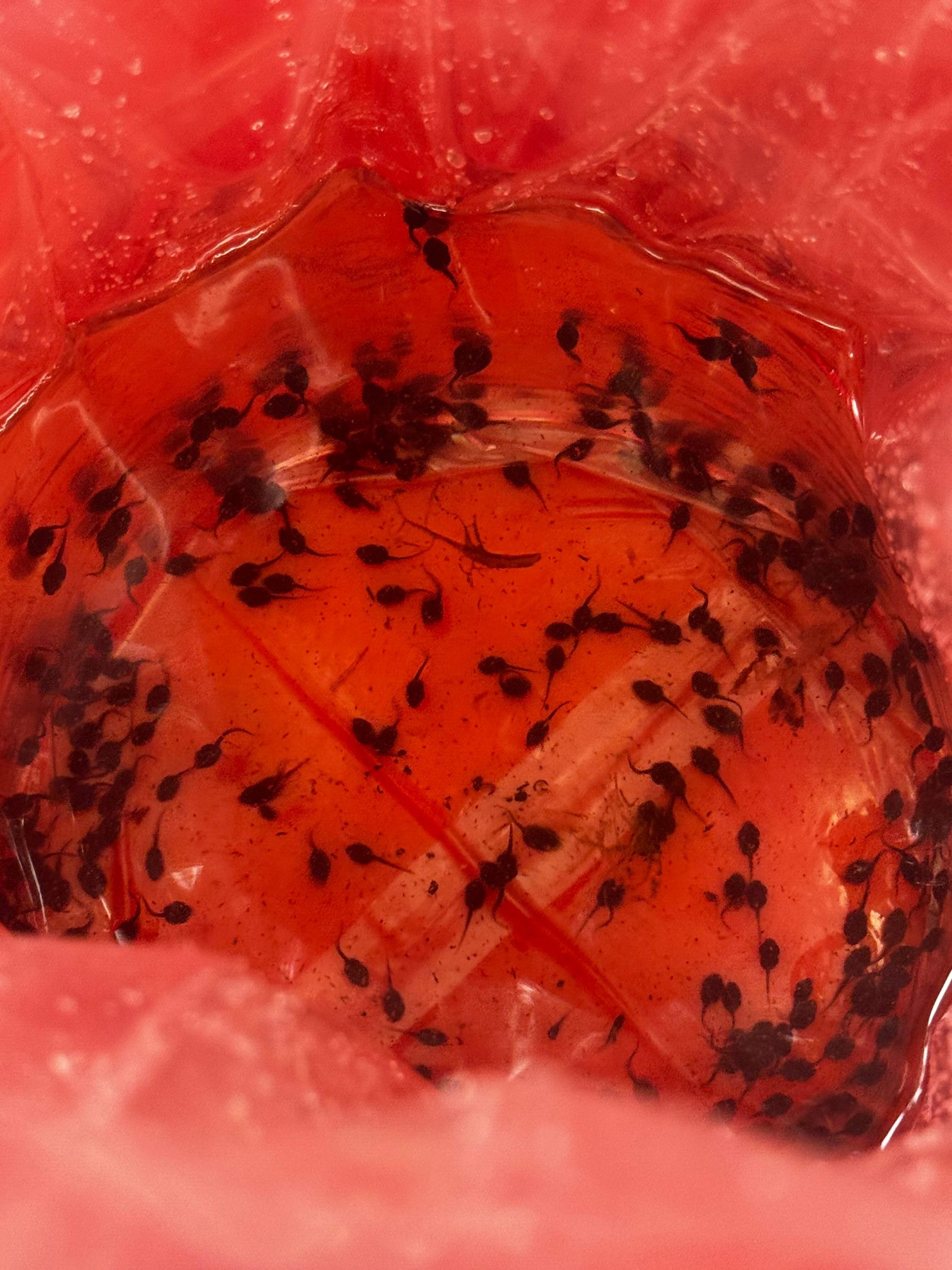 Restoring the Puerto Rican Crested Toad: Tadpoles Raised at Potter Park ...