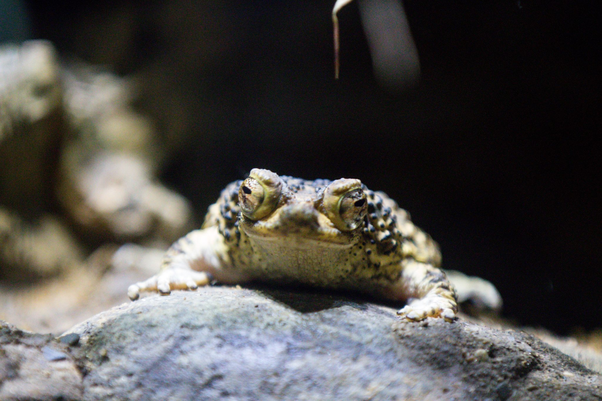 Adopt an Animal Recognition Board | Potter Park Zoo