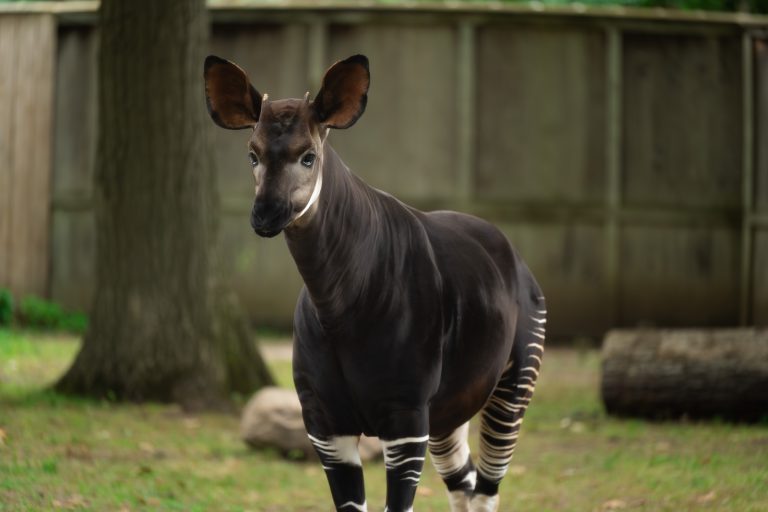 Field Trip Guide | Potter Park Zoo