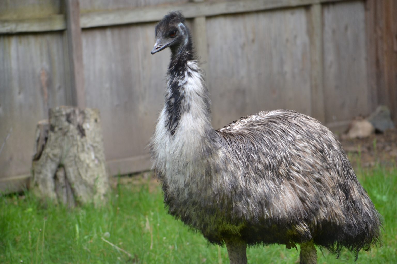 Adopt an Animal Recognition Board | Potter Park Zoo